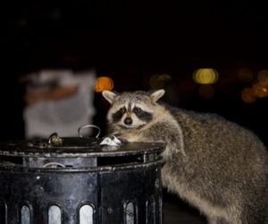 How to Keep Raccoons Out of your Trash | Critter Control Miami